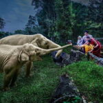 Singapore: Night Safari Singapore w/ Tram - Who Will Love the Night Safari?