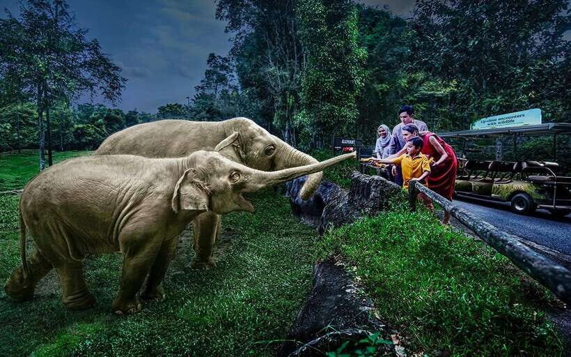 Singapore: Night Safari Singapore w/ Tram - Who Will Love the Night Safari?