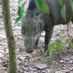 Singapore Paddle to Pedal Adventure in Pulau Ubin - Who Should Consider This Tour?