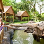 Singapore Zoo: 1-Day Entrance E-Ticket - The Sum Up: Who Will Love the Singapore Zoo?