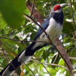 Sinharaja Rain Forest Bird Watching Guided Private Tour - An In-Depth Look at the Experience