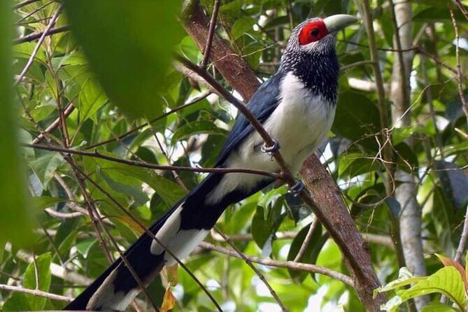 Sinharaja Rain Forest Bird Watching Guided Private Tour - An In-Depth Look at the Experience