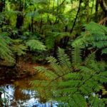 Sinharaja Rain Forest Day Tour From Colombo - Key Points at a Glance