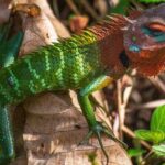 Sinharaja Rain Forest Guided Day Tour - Frequently Asked Questions (FAQs)