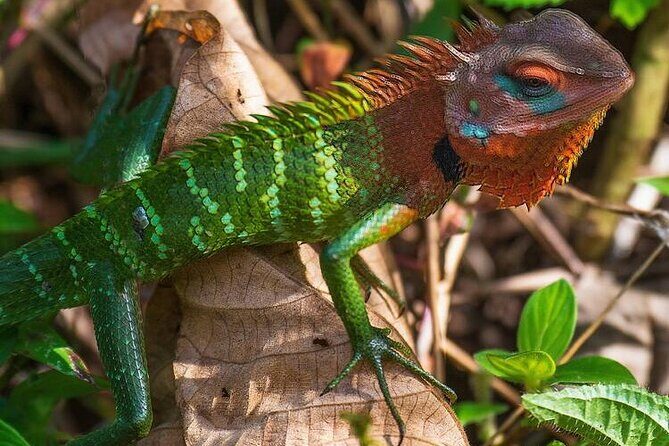 Sinharaja Rain Forest Guided Day Tour - Frequently Asked Questions (FAQs)