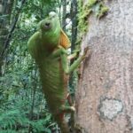 Sinharaja Rain Forest One Day - The Value of the Experience