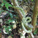 Sinharaja Rain Forest One Day tour - Who Will Enjoy This Tour?