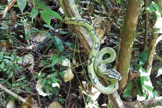 Sinharaja Rain Forest One Day tour - Who Will Enjoy This Tour?