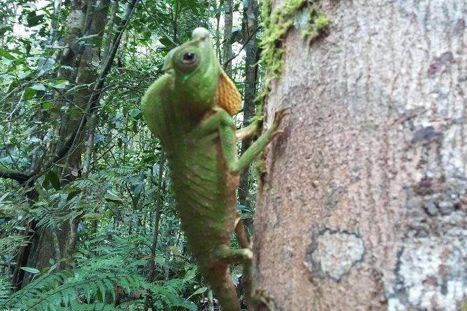 Sinharaja Rain Forest One Day - The Value of the Experience