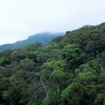 Sinharaja Rain Forest Tour from Bentota - Midday: Traditional Sri Lankan Lunch in the Rainforest