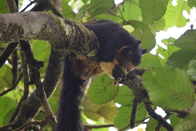 Sinharaja Rain Forest Tour from Colombo - The Return Journey and Overall Value