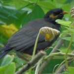 Sinharaja Rain Forest Tours (Full Day) - Real Experiences from Past Travelers