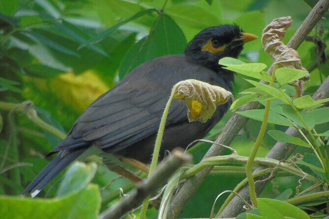 Sinharaja Rain Forest Tours (Full Day) - Real Experiences from Past Travelers