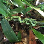 Sinharaja Rainforest: Day Trip From Galle or Bentota - What Makes This Tour Stand Out?