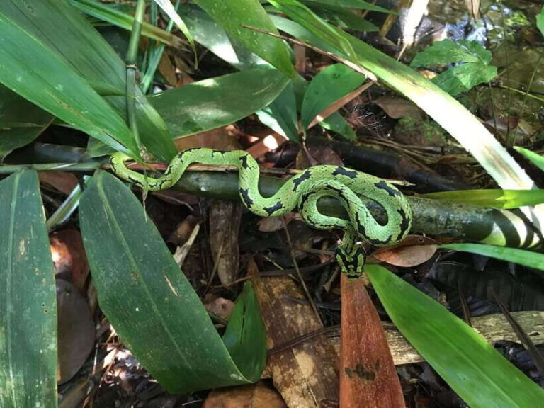 Sinharaja Rainforest: Day Trip From Galle or Bentota - What Makes This Tour Stand Out?