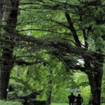 Sinharaja Rainforest Private & Customize Tour - What Makes This Tour Stand Out?