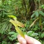 Sinharaja RainForest Private Full Day Tour - Everything You Need to Know Before Booking