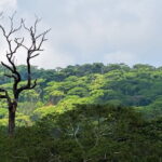 Sinharaja Rainforest Trekking All Inclusive Tour from Hambantota - Who Would Enjoy This Tour?