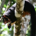 Sinharaja Trekking Day Trip - Private & All Inclusive - Who Should Consider This Tour?