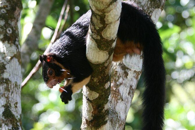 Sinharaja Trekking Day Trip - Private & All Inclusive - Who Should Consider This Tour?