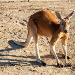 Sip and Animal Safari Experience in Fredericksburg - Breaking Down the Itinerary