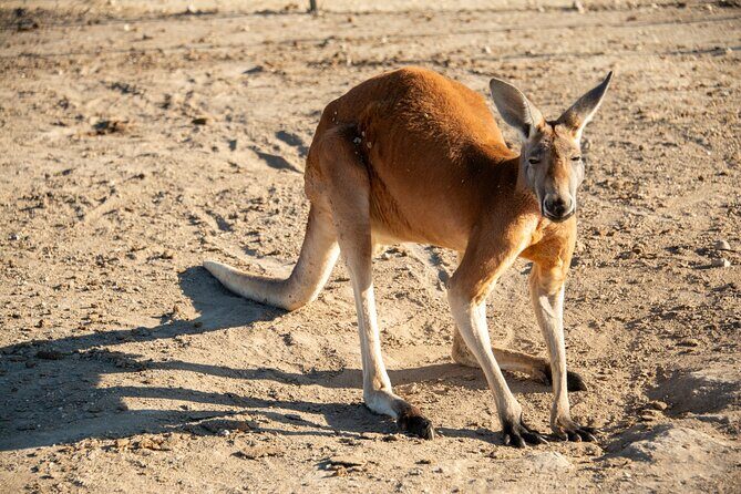 Sip and Animal Safari Experience in Fredericksburg - Breaking Down the Itinerary