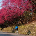 Sip & Savor:  Maokong Tea & Shenkeng Tofu Private Day Tour - Why This Tour Offers Real Value