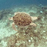 Siquijor: Freediving Adventure with Lunch and Beach Time - Logistics and Practicalities