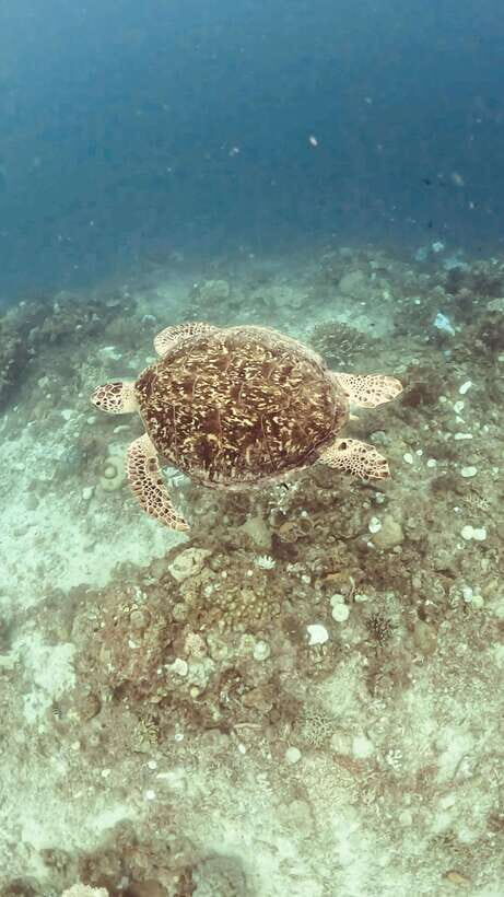 Siquijor: Freediving Adventure with Lunch and Beach Time - Logistics and Practicalities