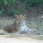 Situlpawwa Temple Visit with Yala National Park outside Safari - Analyzing the Tour’s Value