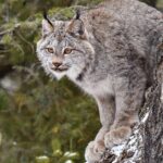 Skip the Line: Daily Admission at Woodland Park Zoo Ticket - Engaging Activities and Programs