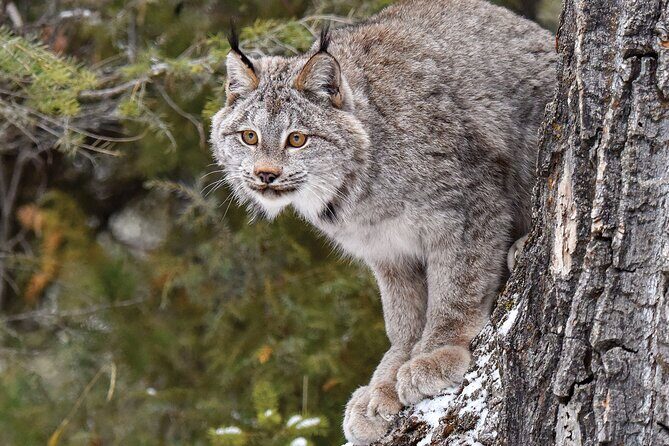 Skip the Line: Daily Admission at Woodland Park Zoo Ticket - Engaging Activities and Programs
