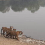 Skip-the-Line Entry for Ranthambore Gypsy Safari - Balancing the Pros and Cons