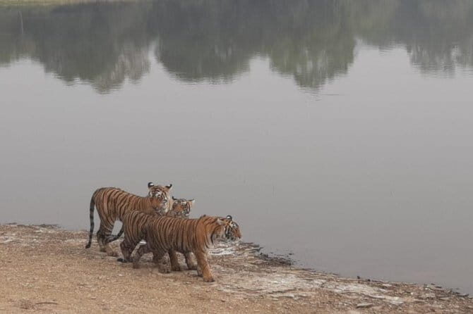 Skip-the-Line Entry for Ranthambore Gypsy Safari - Balancing the Pros and Cons