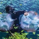 Skip the Line: The Greatest Urban Aquarium COEX Ticket() - The Experience: What You’ll See and Feel