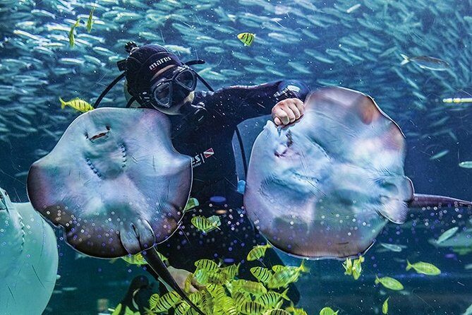 Skip the Line: The Greatest Urban Aquarium COEX Ticket() - The Experience: What You’ll See and Feel
