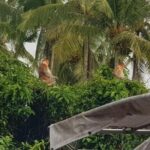 Sky-Mirror Photographing and Proboscis Monkey & Fireflies Watching River-Cruise - Exploring the Mangroves: Encounter with Proboscis Monkeys and the Monkey King