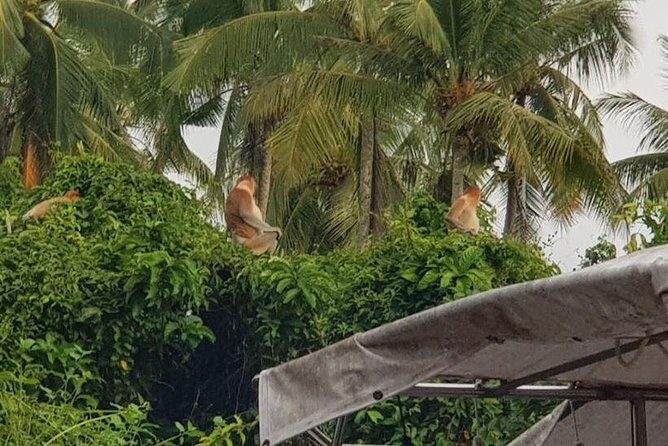 Sky-Mirror Photographing and Proboscis Monkey & Fireflies Watching River-Cruise - Exploring the Mangroves: Encounter with Proboscis Monkeys and the Monkey King