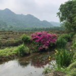 Small group: Hangzhou Full-day Classic Tour with Bullet Train from/to Shanghai - Transportation & Group Size: Why It Matters