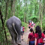Small Group immersive Elephant Sanctuary & Karen Tribe life - Jungle Walk and Natural Beauty