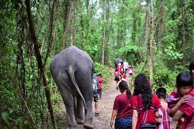 Small Group immersive Elephant Sanctuary & Karen Tribe life - Jungle Walk and Natural Beauty