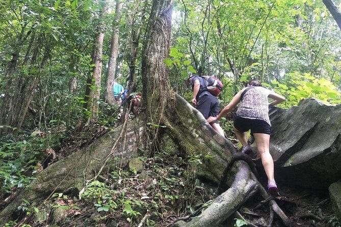 Small-Group Jungle Hiking Excursion in Khao Phra Teaw Park - Who Will Love This Tour?