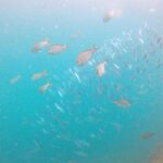 Small Group Snorkeling in Hikkaduwa - The Itinerary: What You Can Expect