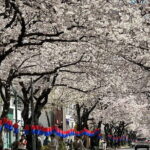 Small Group Tour East Jeju Cherry Blossom & Woman Diver Show - The Itinerary: What Makes Each Stop Special?