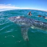 Small group whale shark experiences in La Paz - What Makes This Tour Stand Out?
