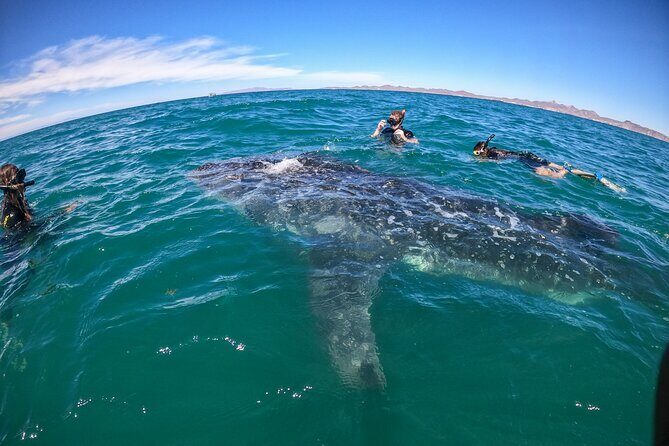 Small group whale shark experiences in La Paz - What Makes This Tour Stand Out?