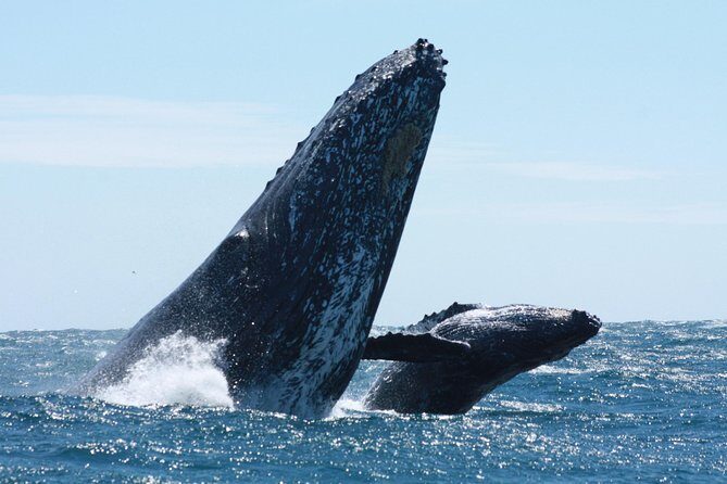 Small-Group Whale Watching Zodiac Boat Cruise in Cabo San Lucas - Who Will Love This Tour?