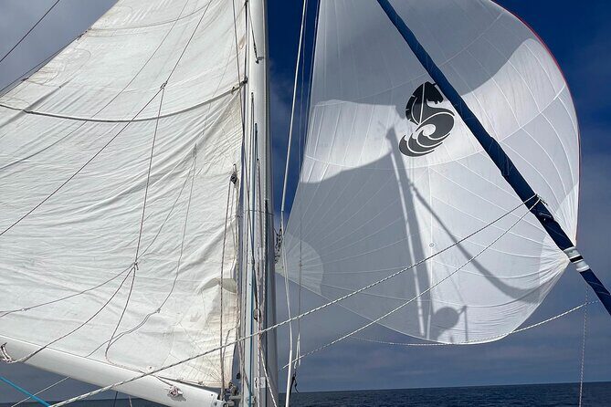 Small Private Catamaran Sunset Tours in San Diego - The Experience: Comfort, Views, and Wildlife