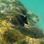 Snorkel Adventure at Cozumel! Transportation from Cancun & Playa Del Carmen - Who Is This Tour Best For?