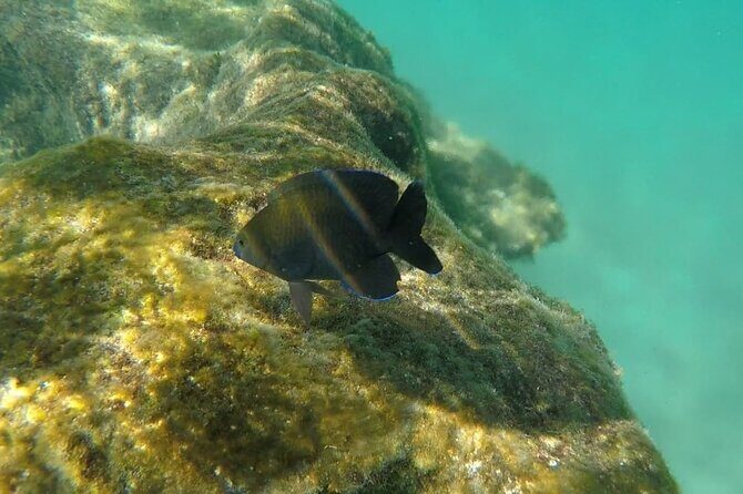 Snorkel Adventure at Cozumel! Transportation from Cancun & Playa Del Carmen - Who Is This Tour Best For?